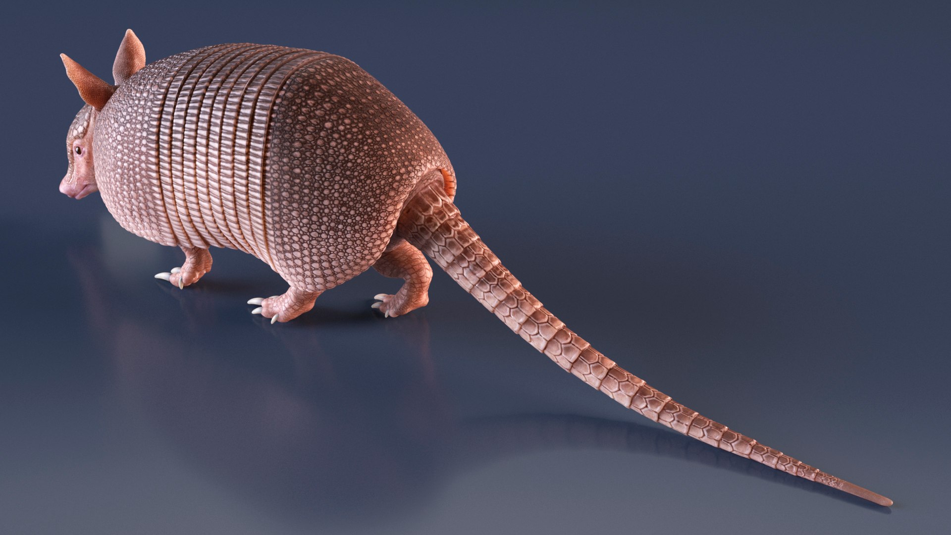 3D Armadillo Pink Rigged Model - TurboSquid 2248557