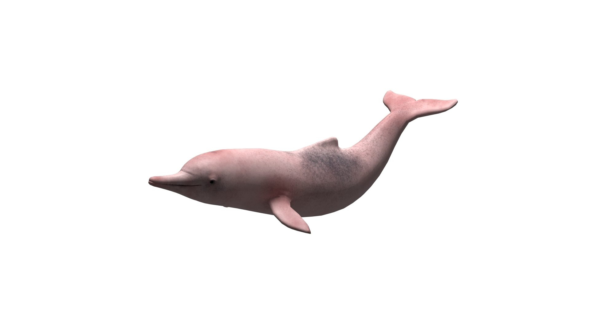 Boto 3D Model - TurboSquid 1696759