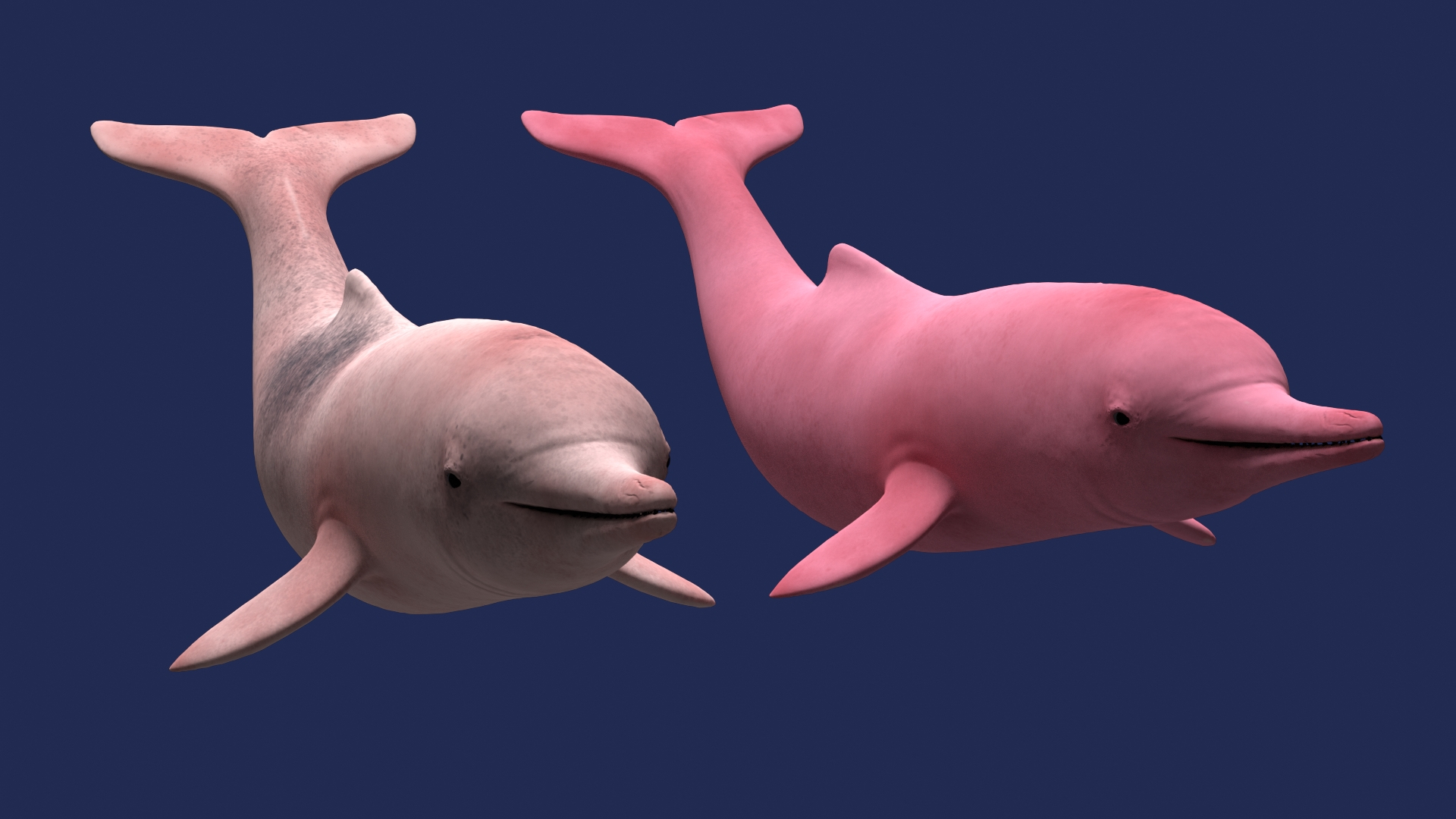 Boto 3D model - TurboSquid 1696759
