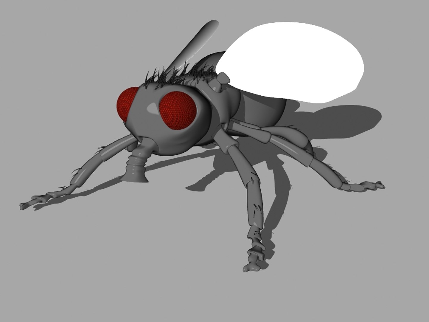 3d House Fly Model