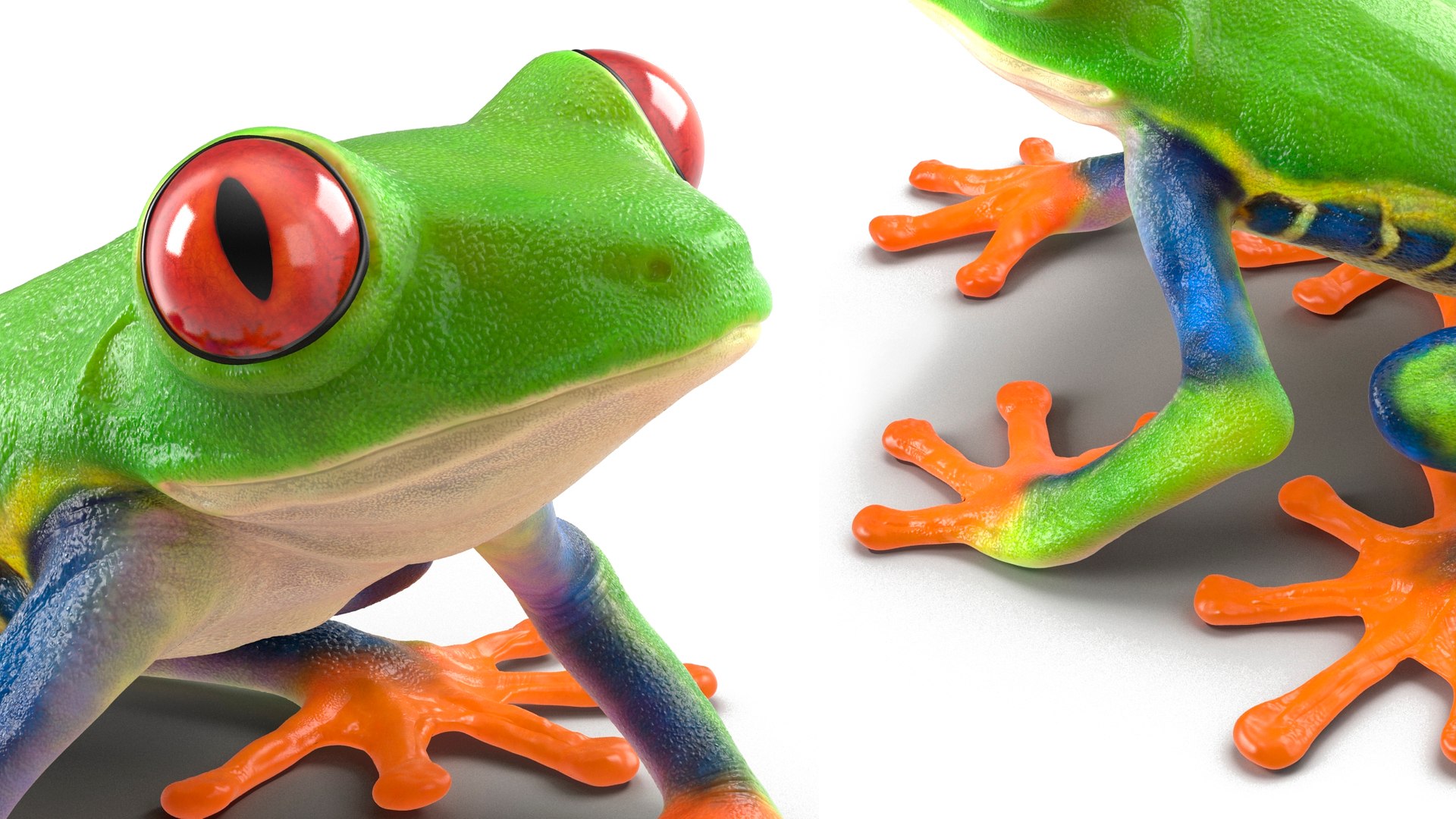 Red-Eyed Tree Frog 3D Model - TurboSquid 2271138