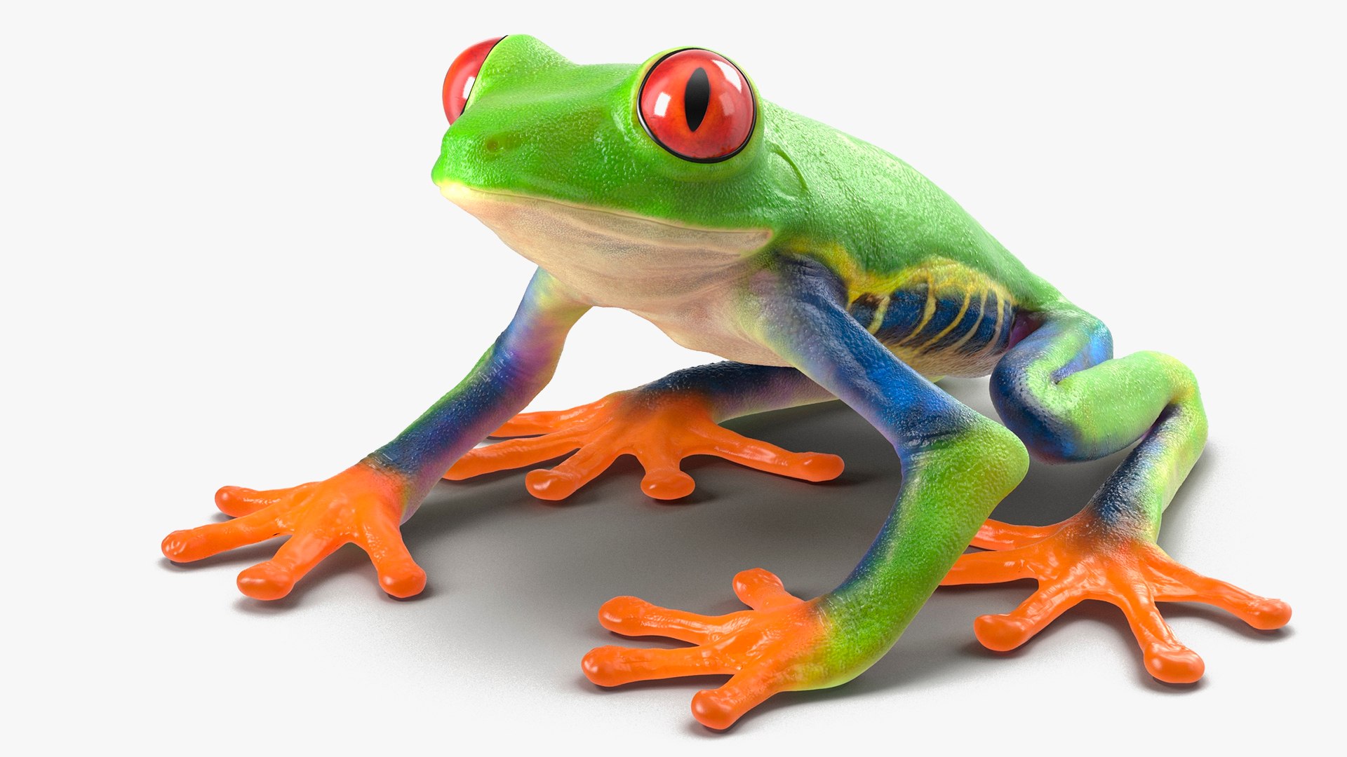 Red-Eyed Tree Frog 3D Model - TurboSquid 2271138