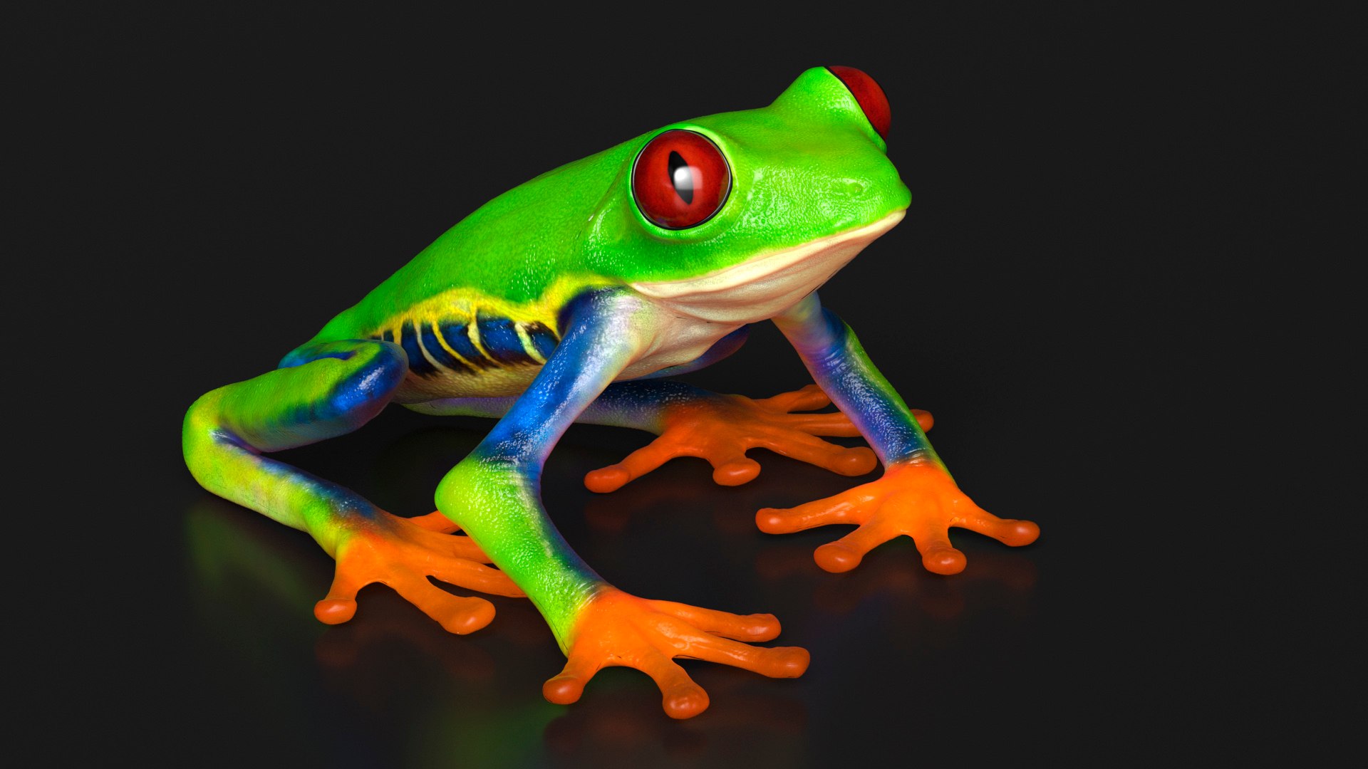 Red-Eyed Tree Frog 3D Model - TurboSquid 2271138