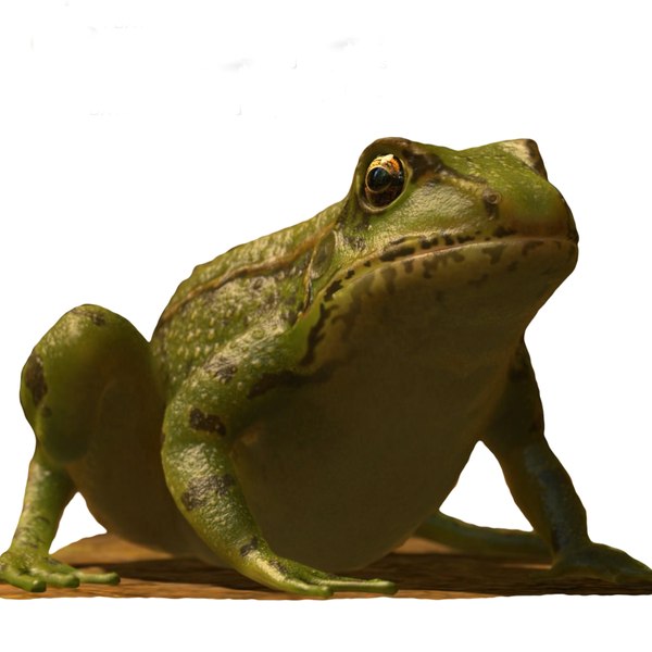 Amphibians 3D Models for Download | TurboSquid