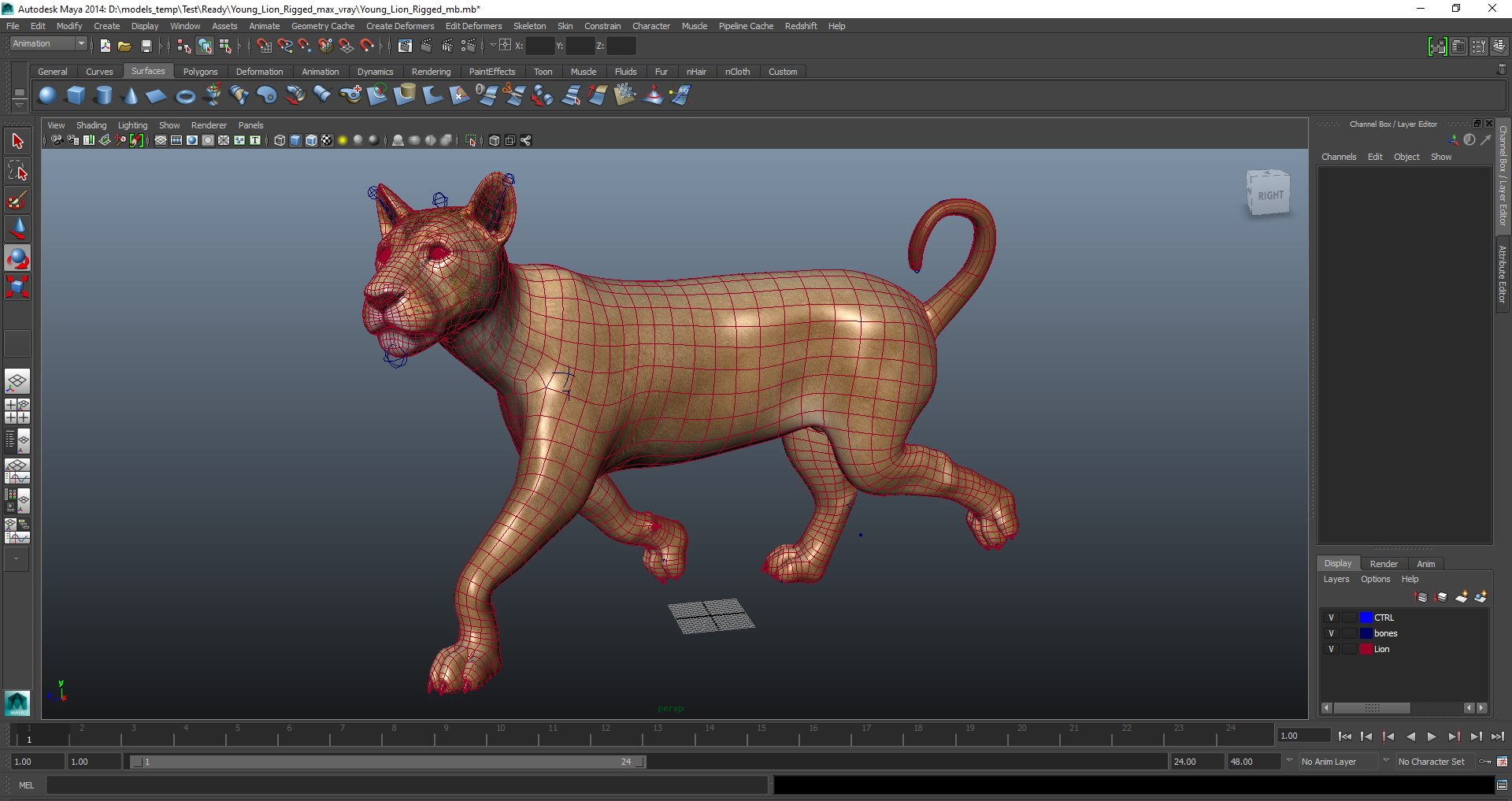 3D Young White Lion Rigged for Maya model - TurboSquid 1761930