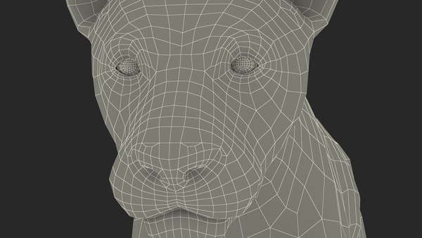 3D Young White Lion Rigged for Maya model - TurboSquid 1761930