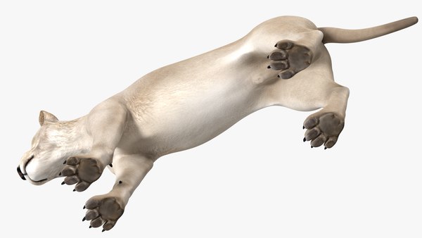 3D Young White Lion Rigged for Maya model - TurboSquid 1761930