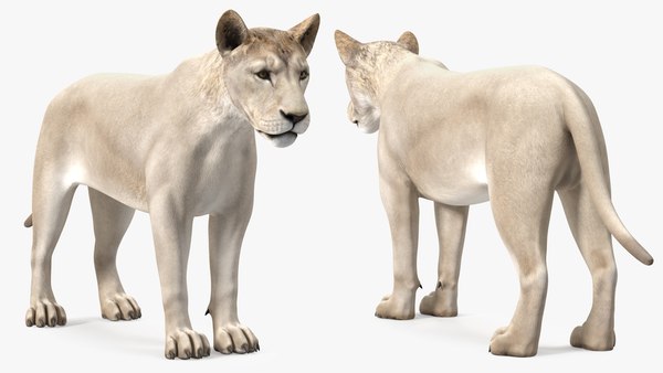 3D Young White Lion Rigged for Maya model - TurboSquid 1761930