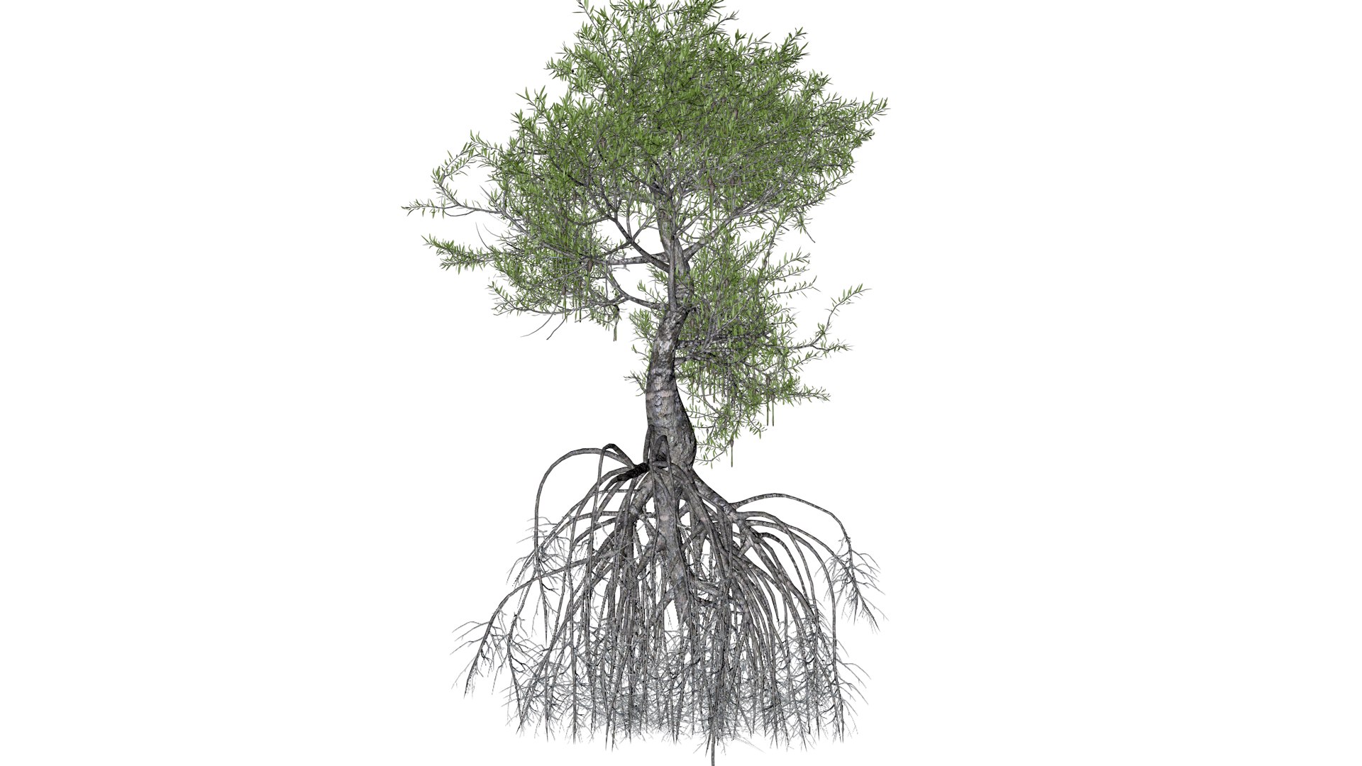 3D Red Mangrove Tree - 02 - Model - TurboSquid 2377700