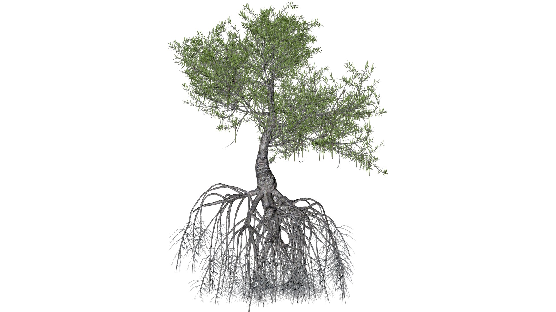 3D Red Mangrove Tree - 02 - Model - TurboSquid 2377700