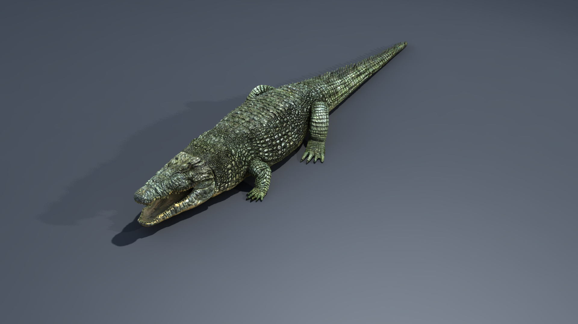 3d Realistic Crocodile Rigged