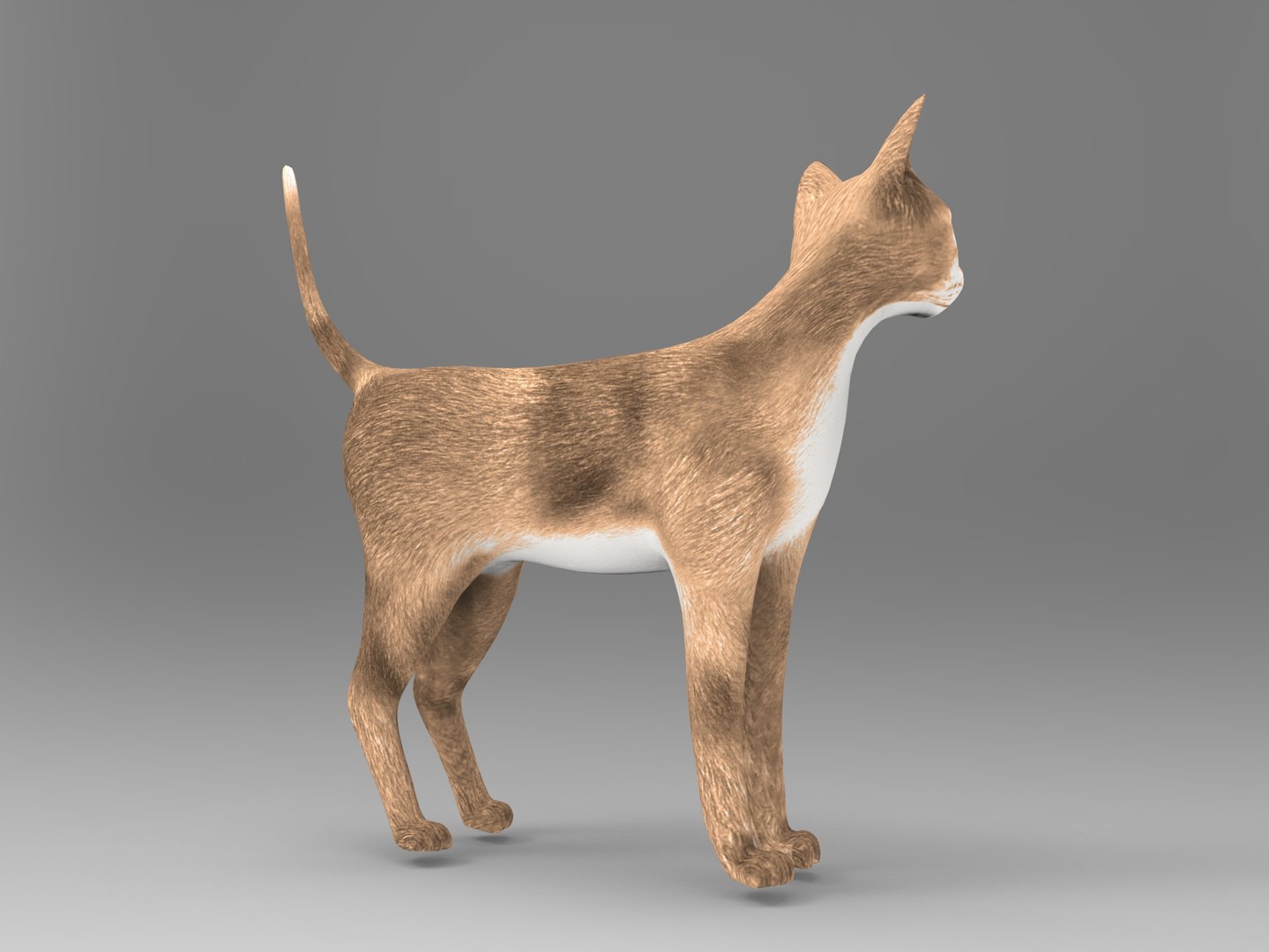 3d Cat Rigged Model