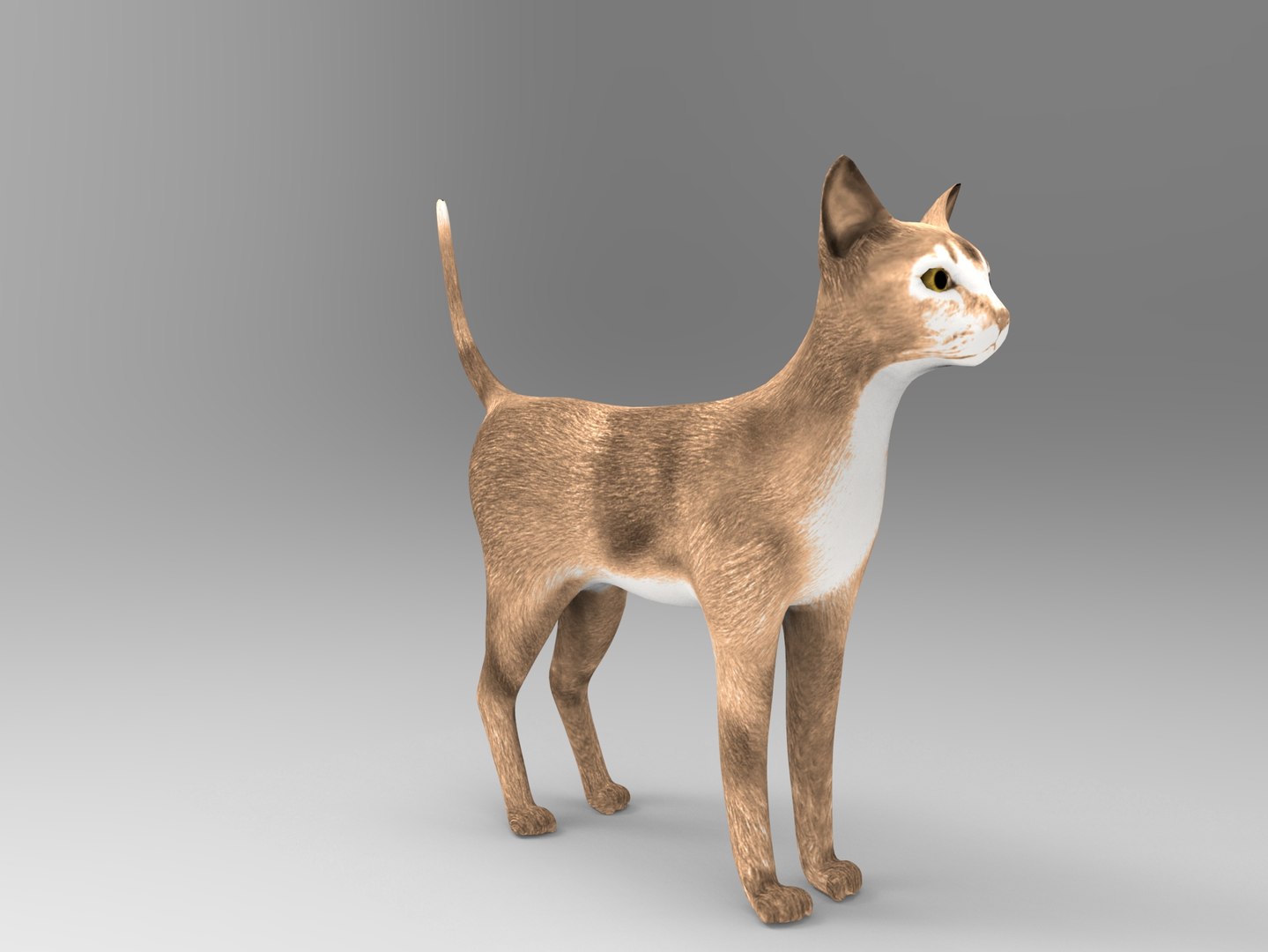 3d Cat Rigged Model