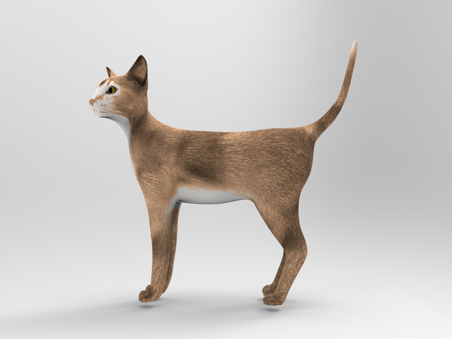 3d Cat Rigged Model