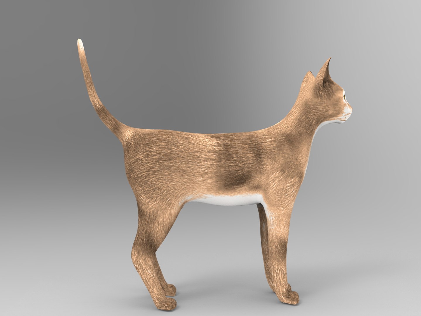 3d Cat Rigged Model