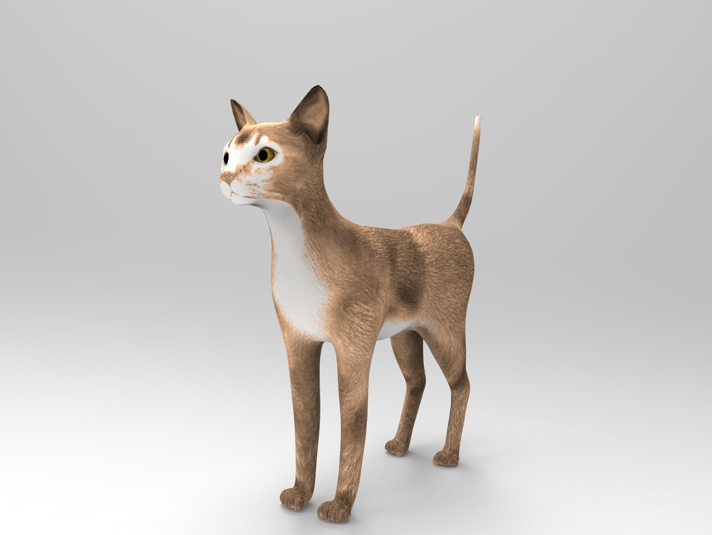 3d Cat Rigged Model