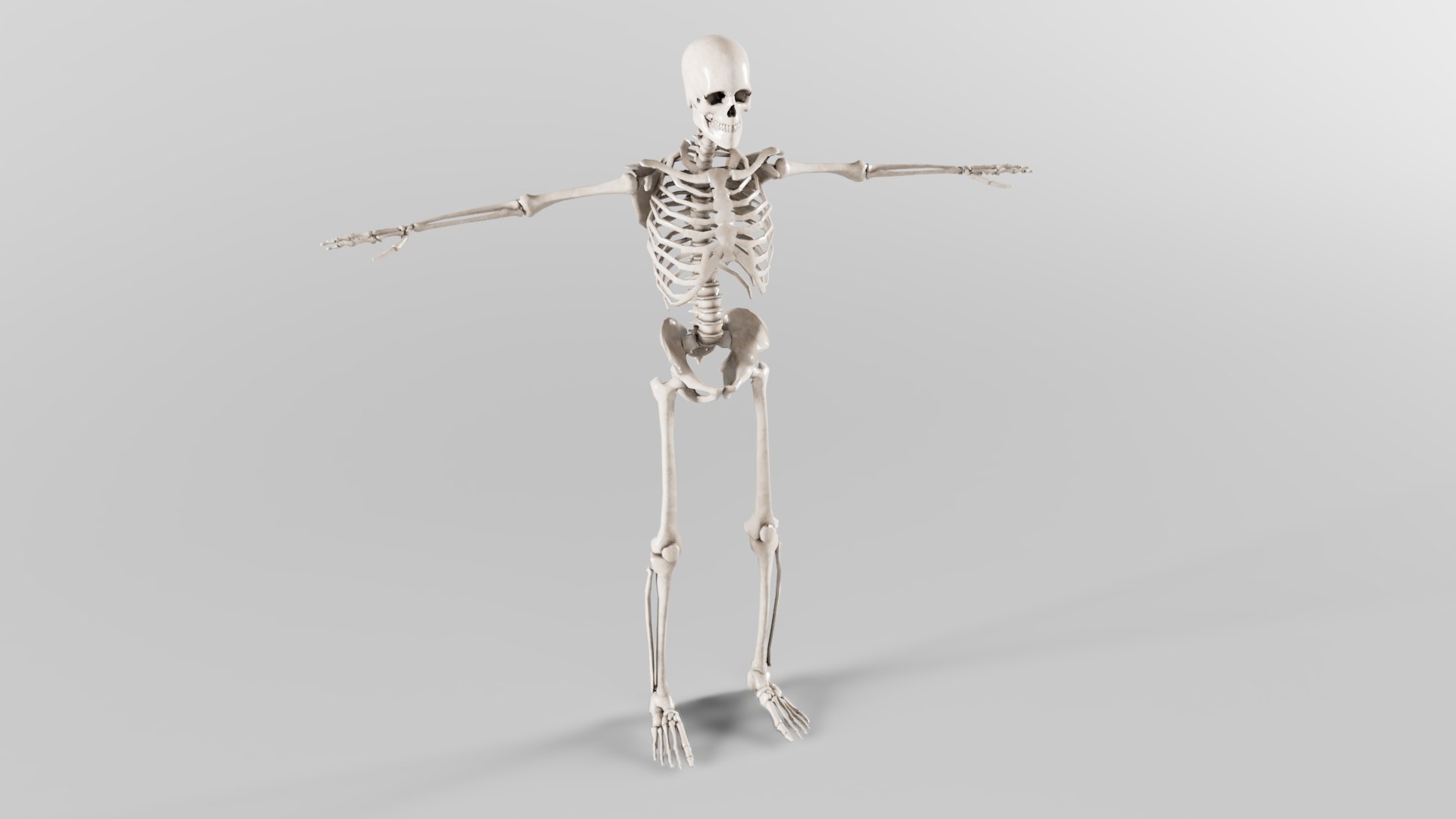 3D Skeleton System Model - TurboSquid 2022159