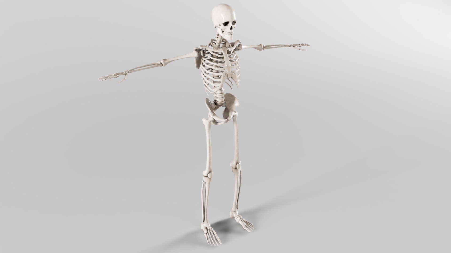 3D Skeleton System Model - TurboSquid 2022159
