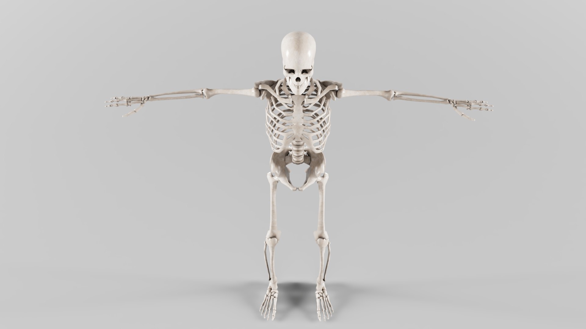3D Skeleton System Model - TurboSquid 2022159
