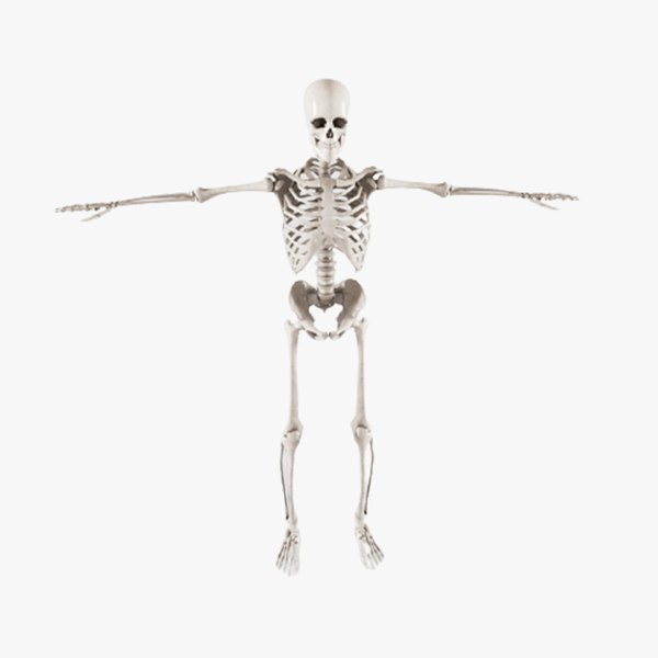 3D Skeleton System model - TurboSquid 2022159