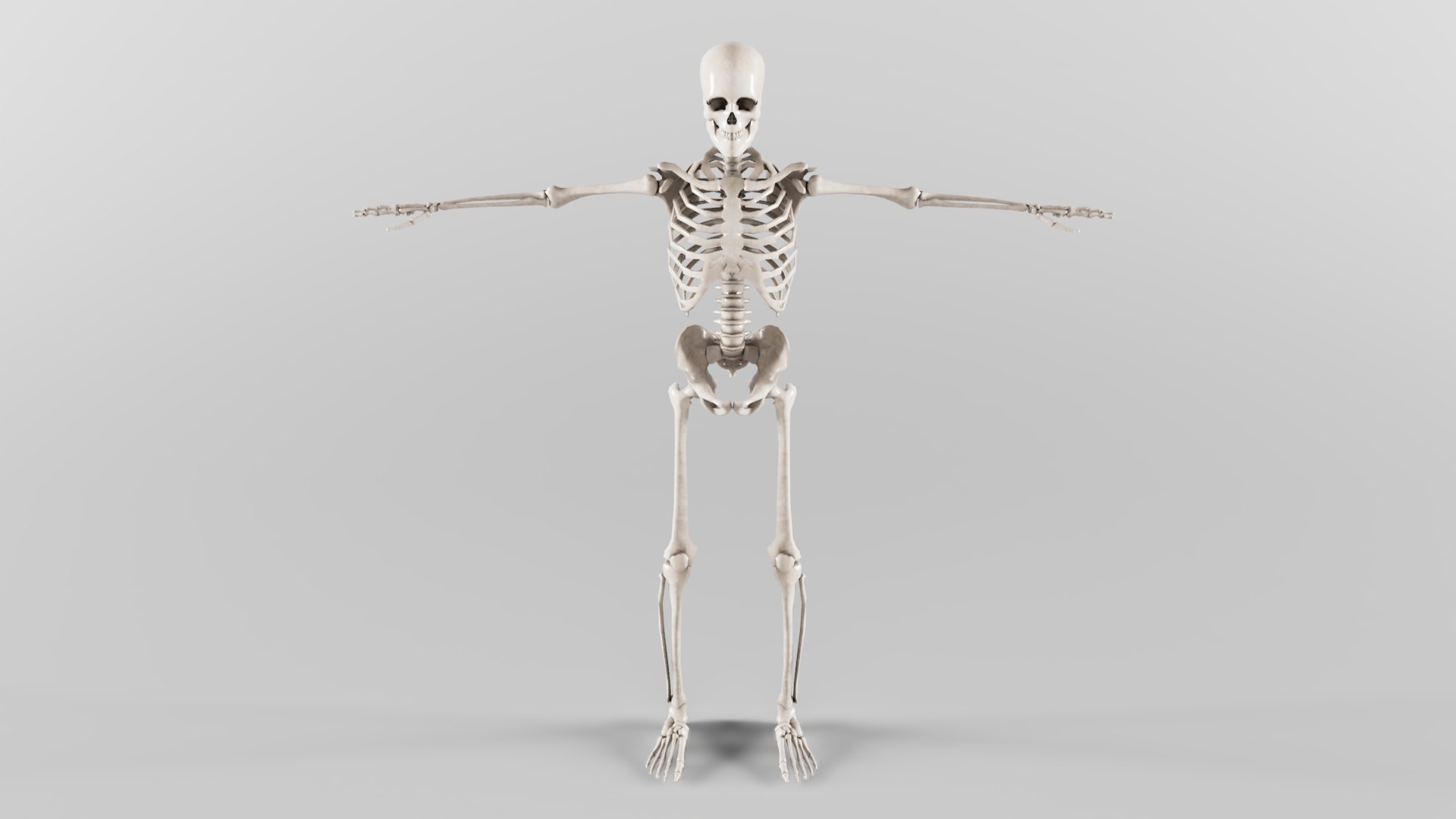 3D Skeleton System Model - TurboSquid 2022159