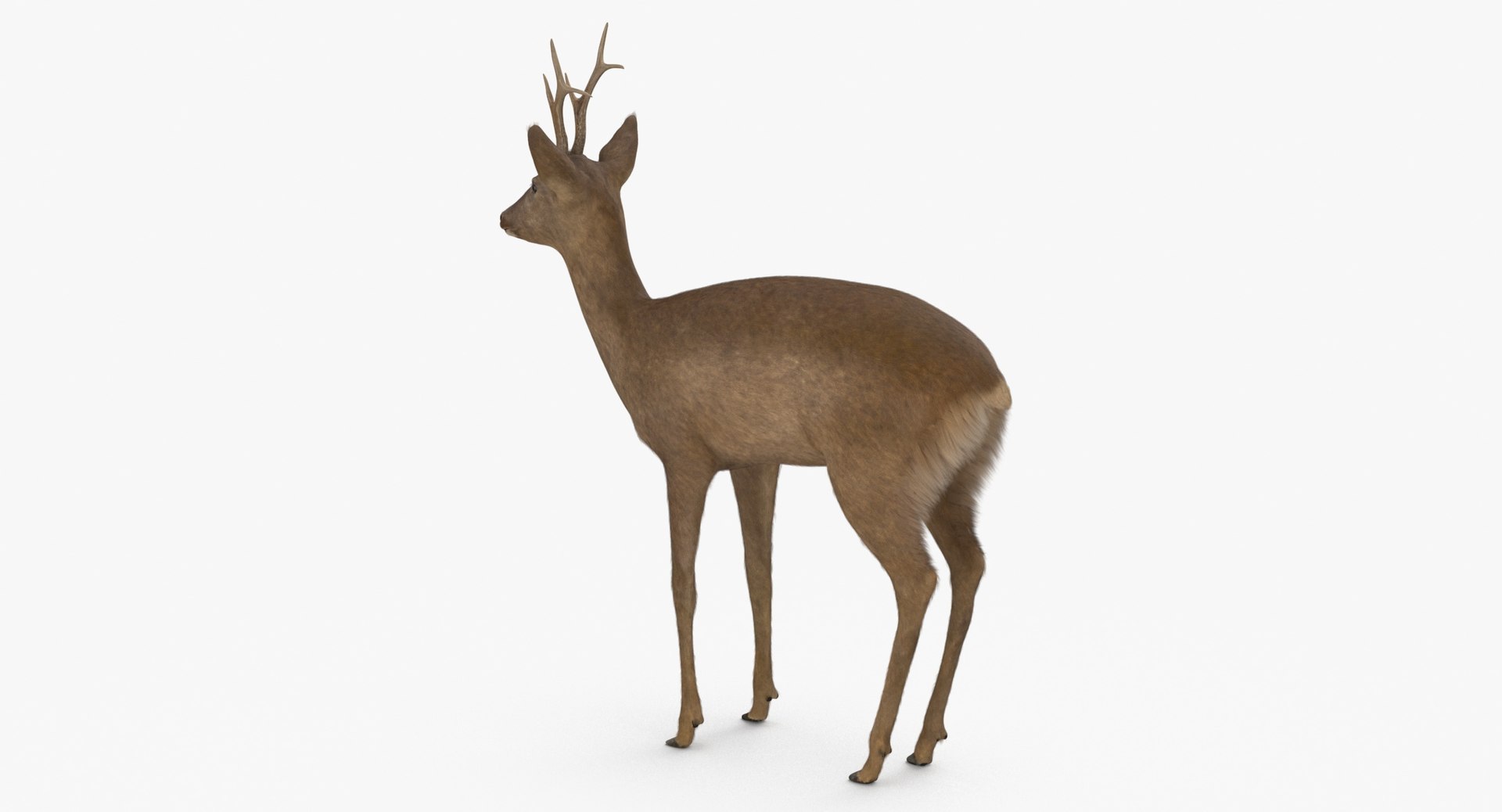 3D European Roe Deer Male Adult 01 - TurboSquid 2314013