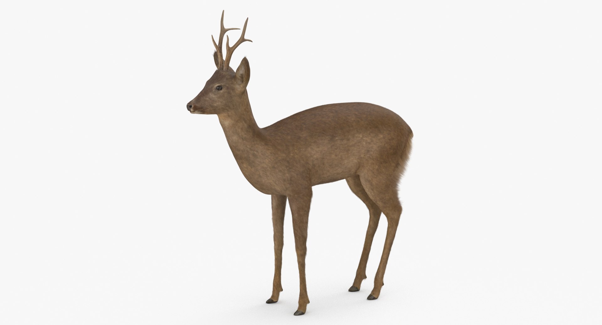 3D European Roe Deer Male Adult 01 - TurboSquid 2314013