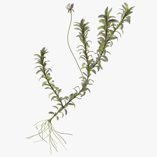 modelo 3d Planta Acuática Elodea Adulto - TurboSquid 2004285