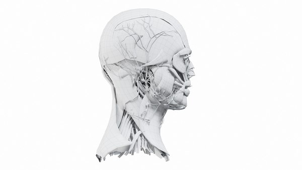 Human Male Head Anatomy 3D - TurboSquid 1737047