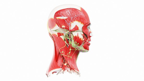 Human Male Head Anatomy 3D - TurboSquid 1737047