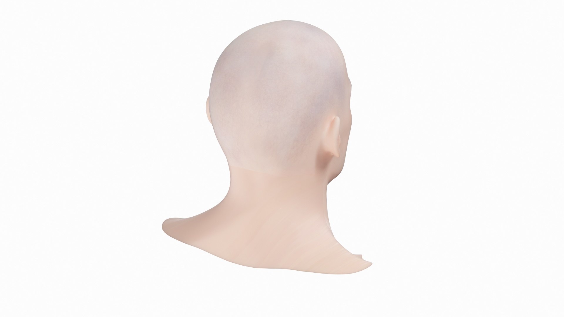 Human Male Head Anatomy 3D - TurboSquid 1737047