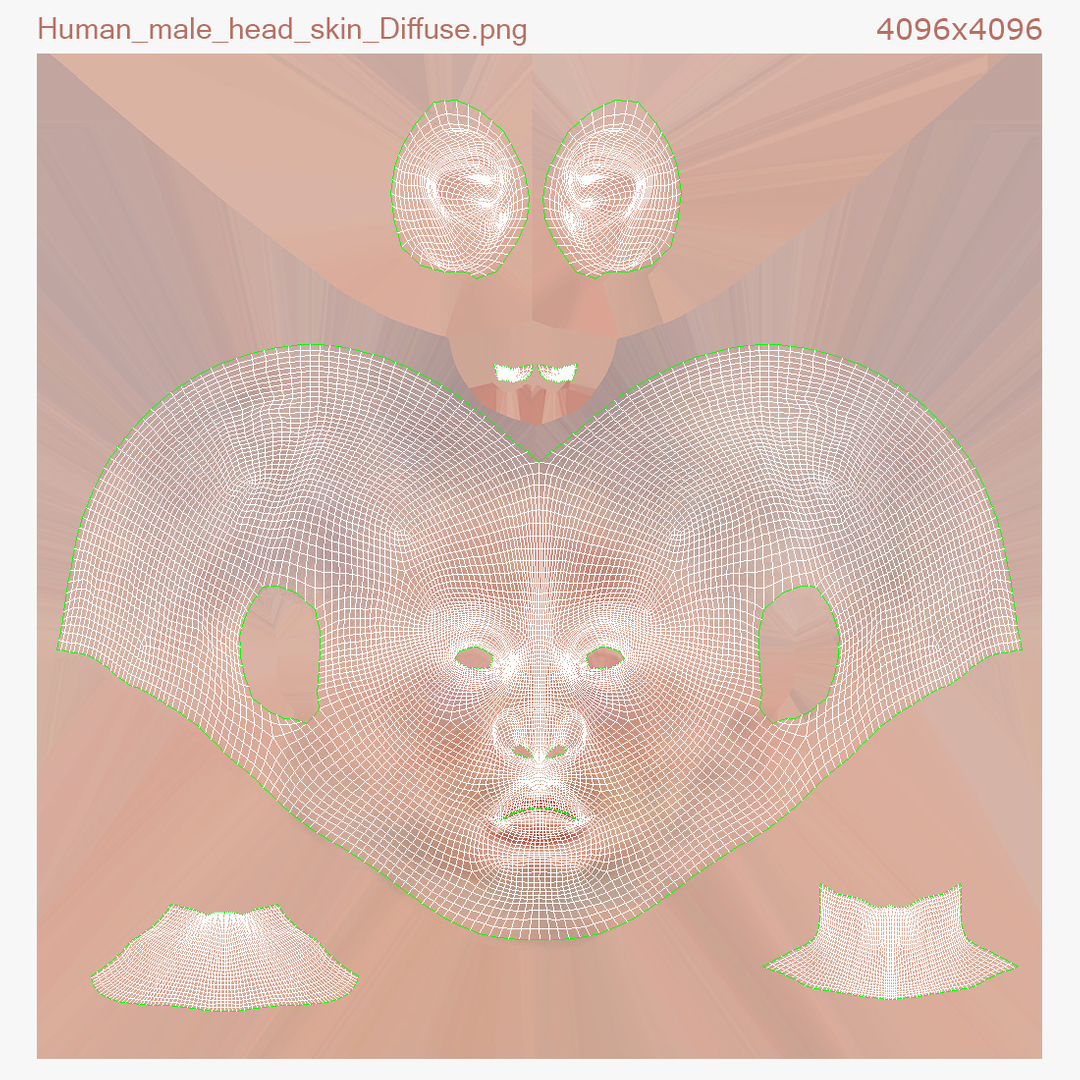 Human Male Head Anatomy 3D - TurboSquid 1737047