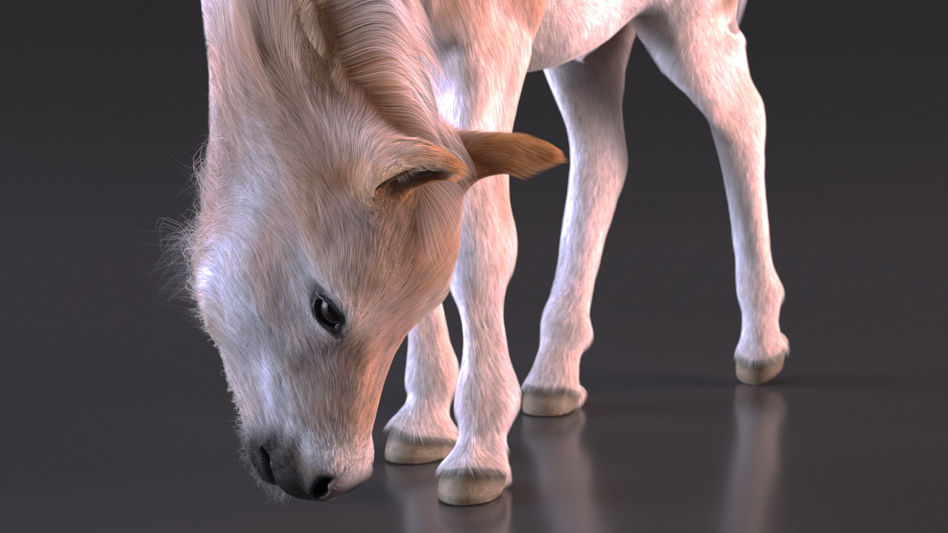 3D Model Realistic Shetland Pony Fur Rigged - TurboSquid 2237157