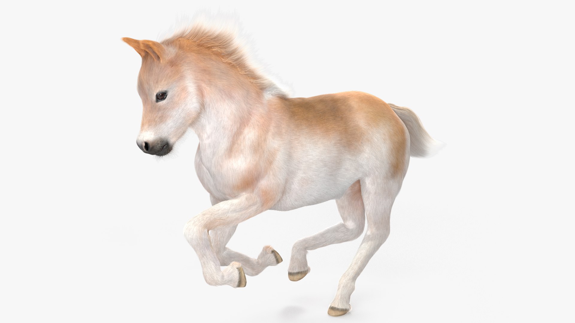 3D Model Realistic Shetland Pony Fur Rigged - TurboSquid 2237157