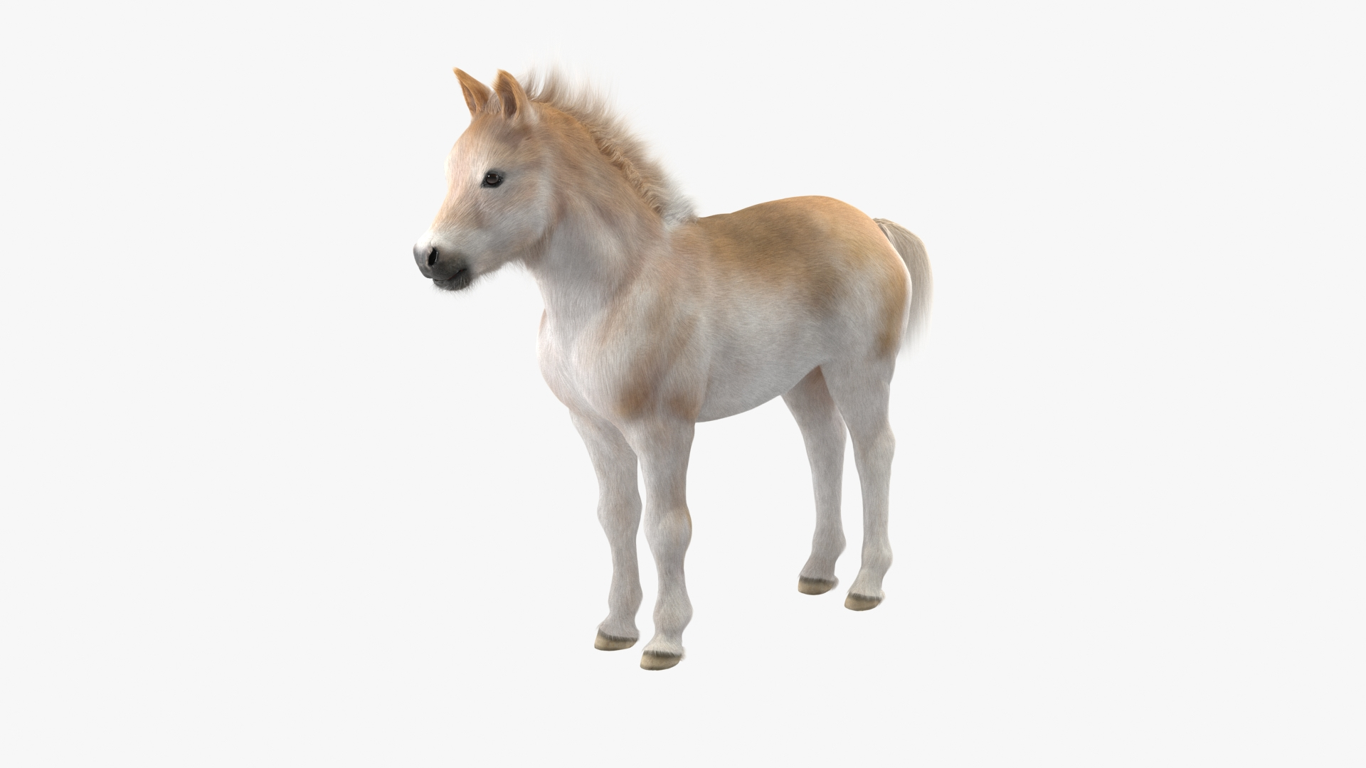 3D Model Realistic Shetland Pony Fur Rigged - TurboSquid 2237157