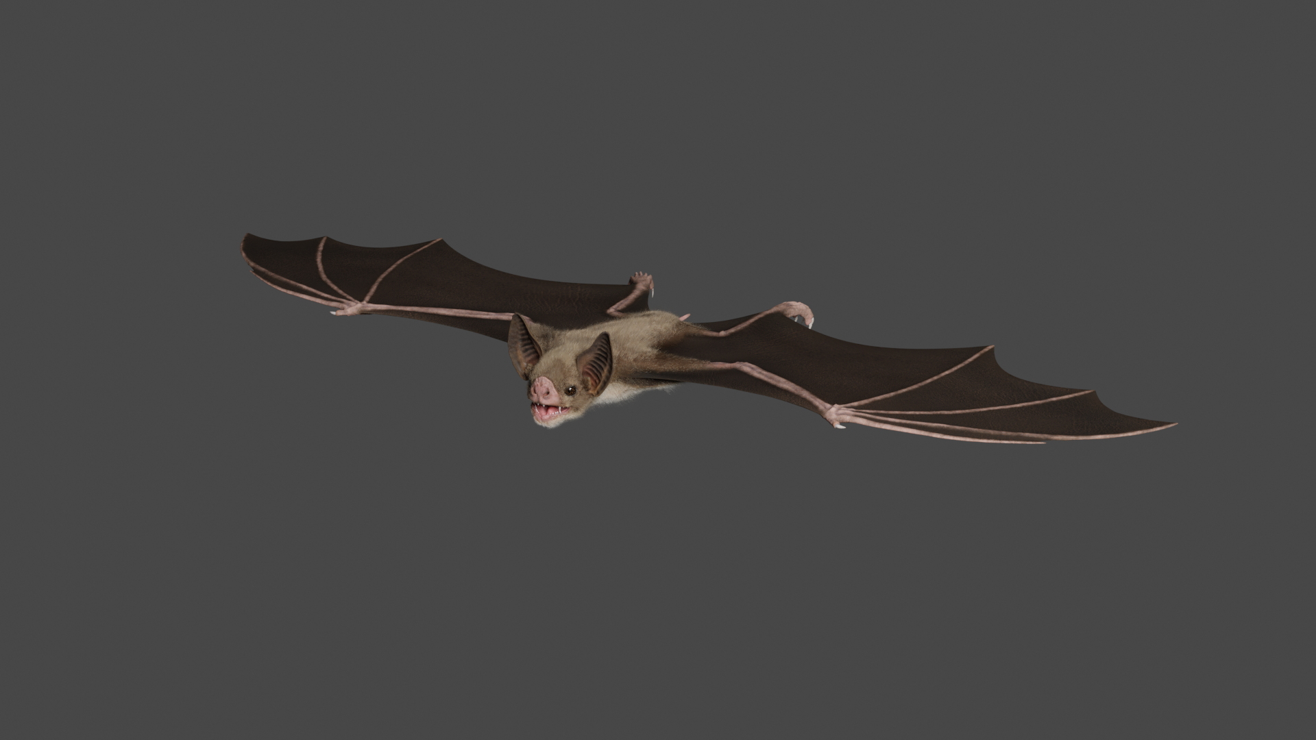 3D Realistic Vampire Bat Model - TurboSquid 1704806