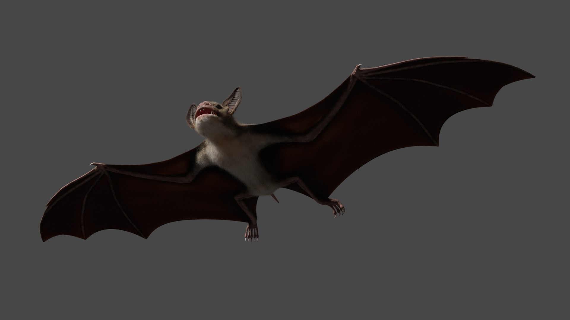 3D Realistic Vampire Bat Model - TurboSquid 1704806