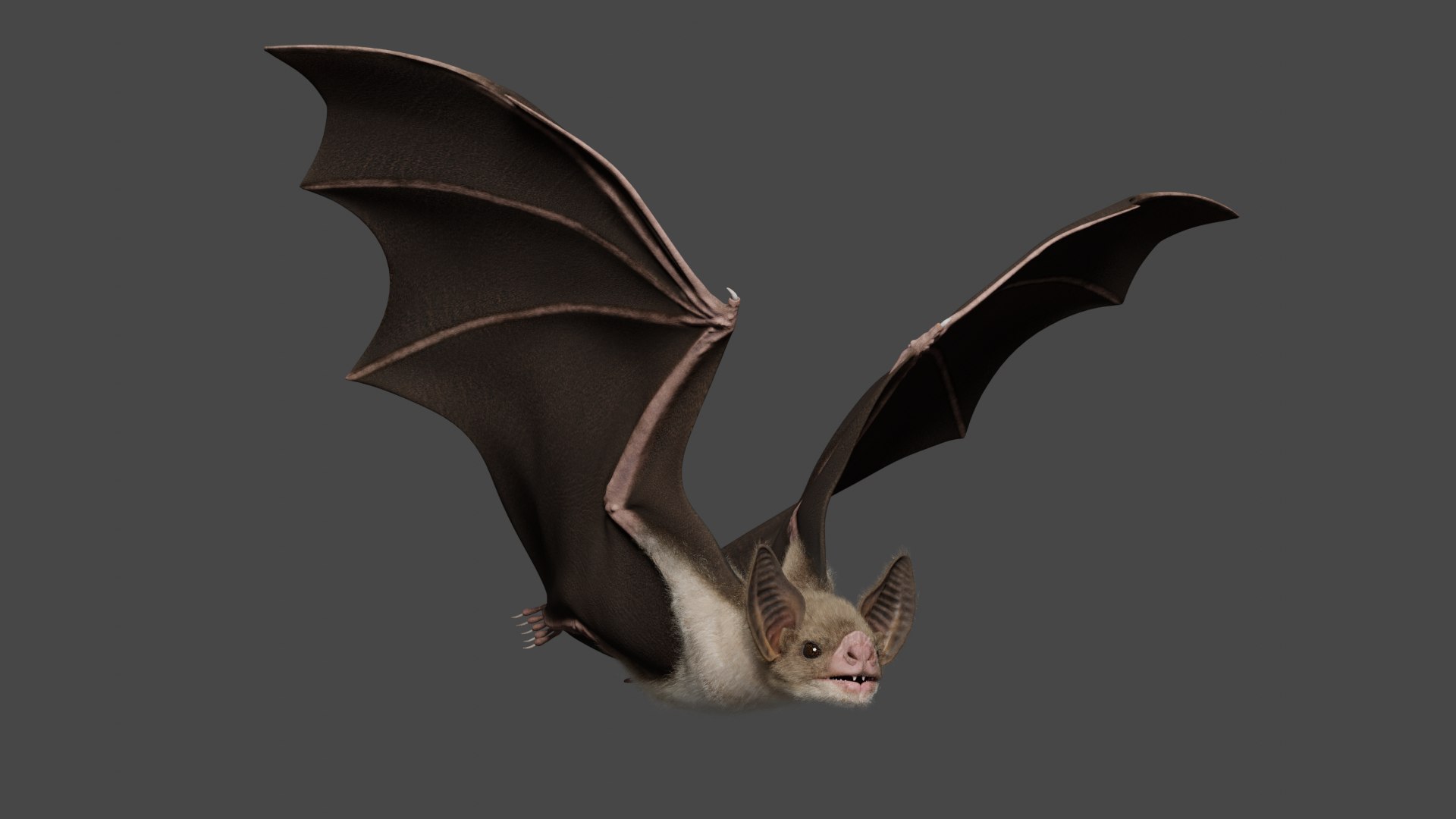 3D Realistic Vampire Bat Model - TurboSquid 1704806