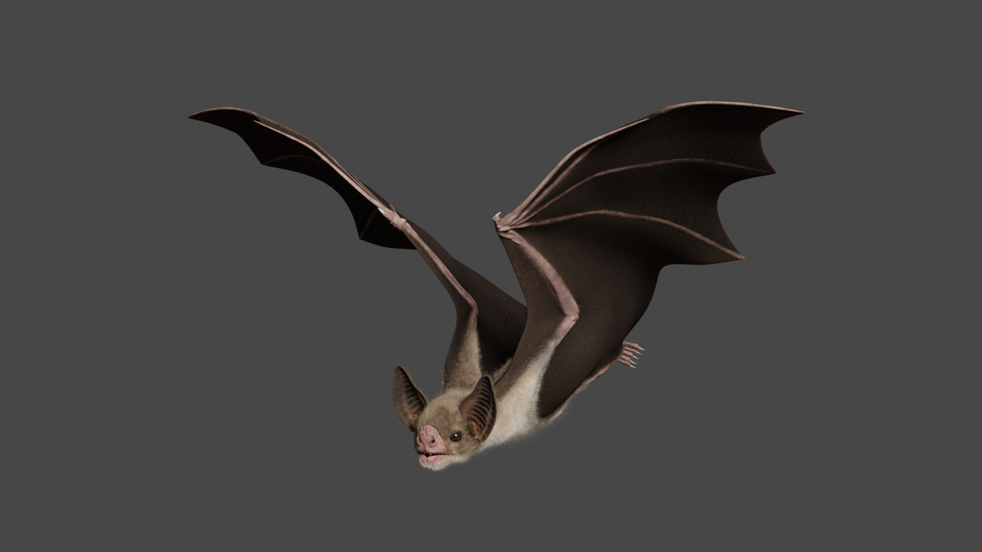 3D Realistic Vampire Bat Model - TurboSquid 1704806