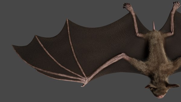 3D realistic vampire bat model - TurboSquid 1704806