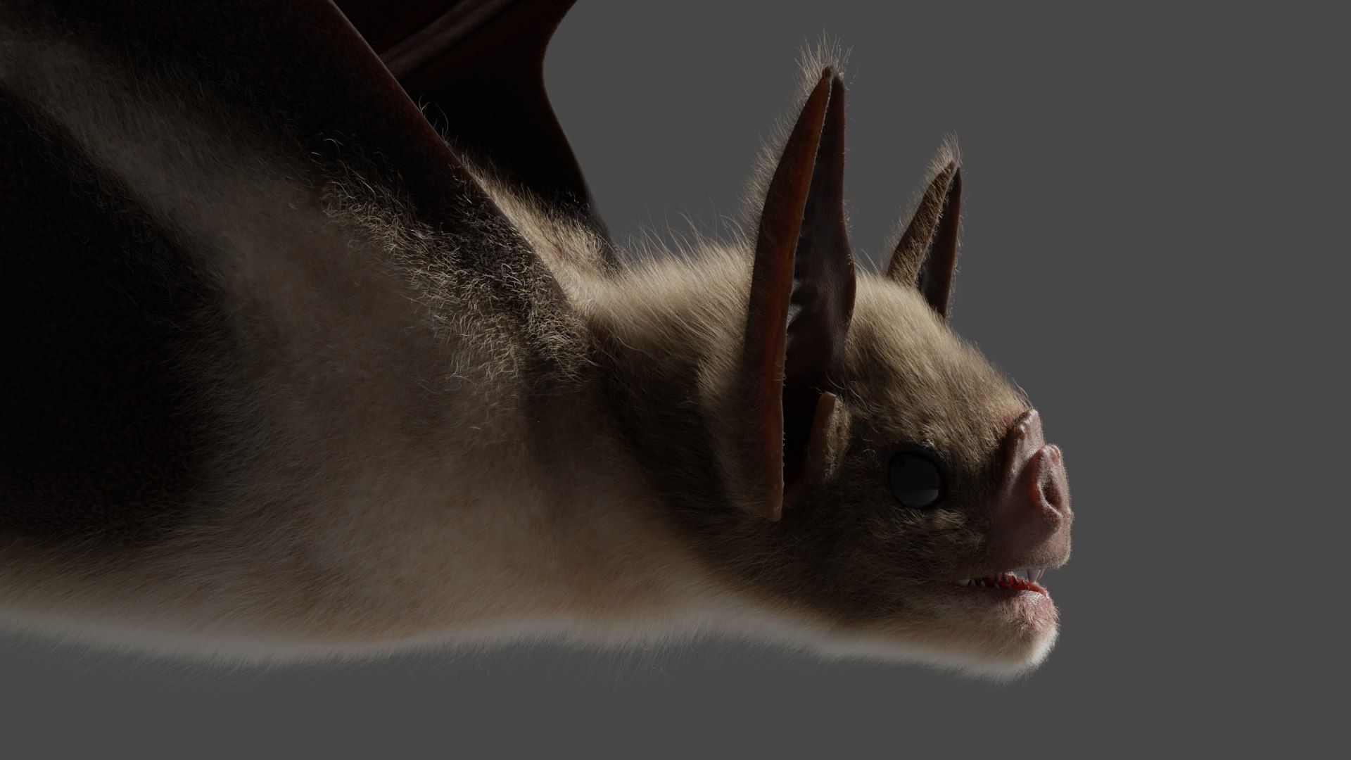3D Realistic Vampire Bat Model - TurboSquid 1704806