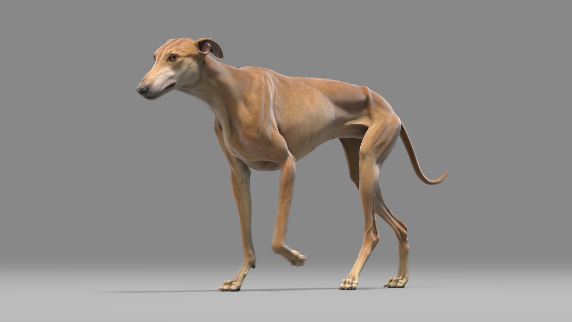 3D Realistic Greyhound Animations - TurboSquid 1654122