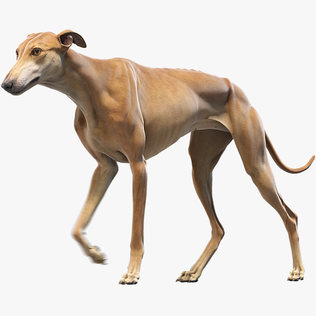 3D realistic greyhound animations - TurboSquid 1654122