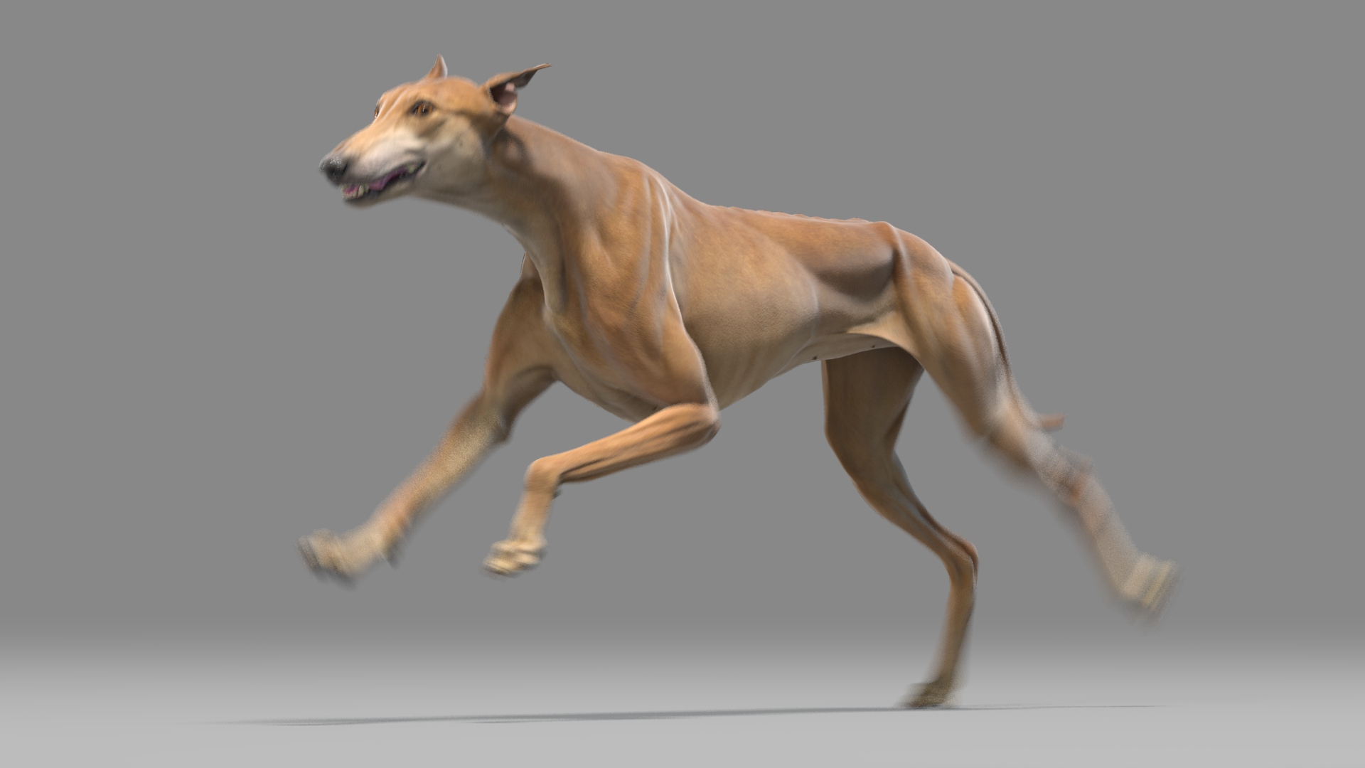 3D realistic greyhound animations - TurboSquid 1654122