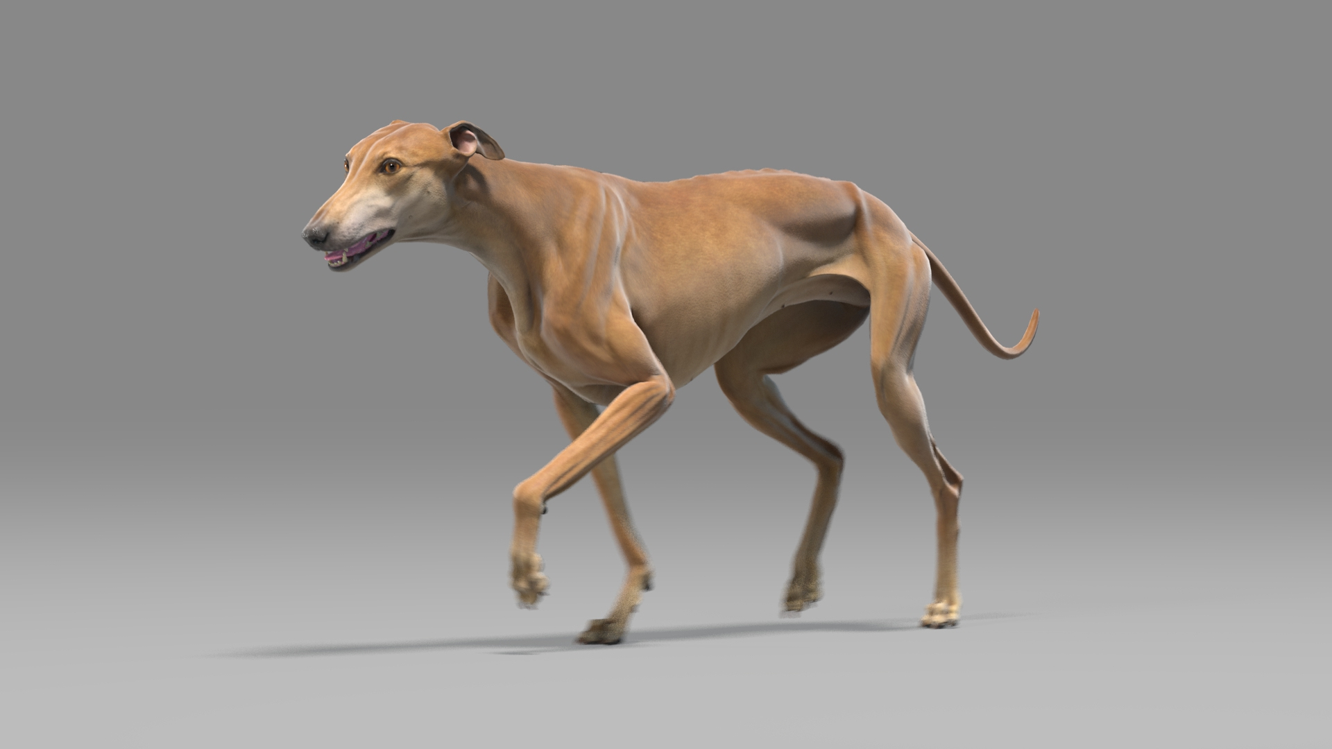 3D Realistic Greyhound Animations - TurboSquid 1654122