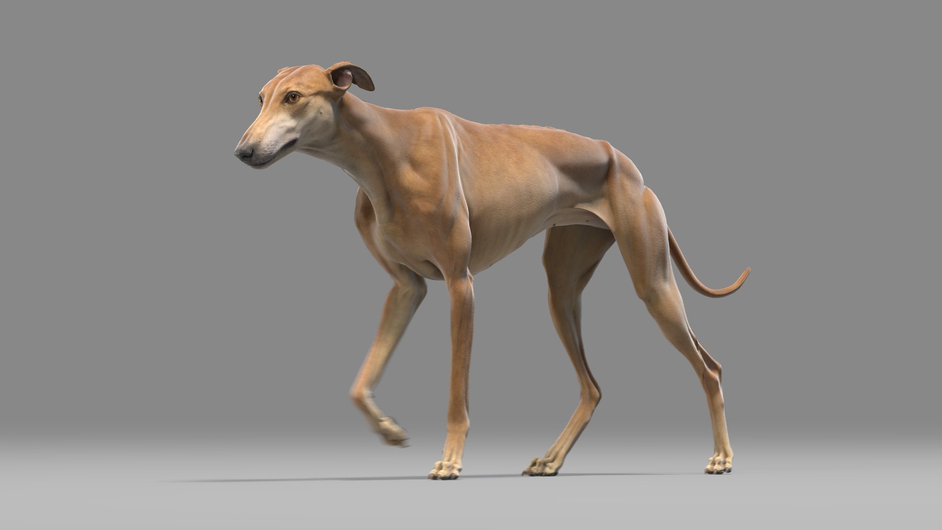 3D realistic greyhound animations - TurboSquid 1654122