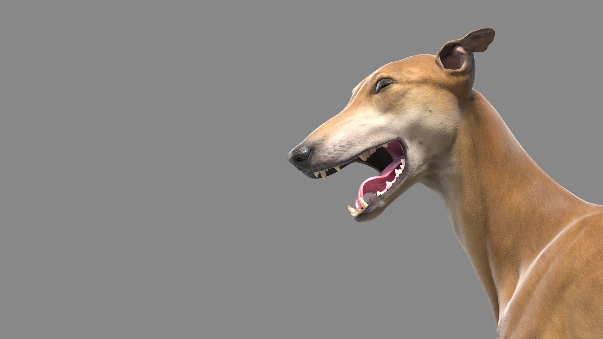 3D Realistic Greyhound Animations - TurboSquid 1654122