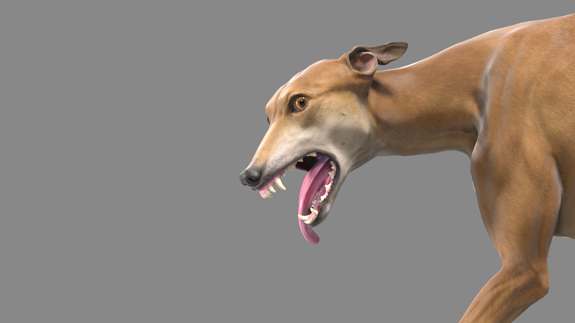 3D realistic greyhound animations - TurboSquid 1654122