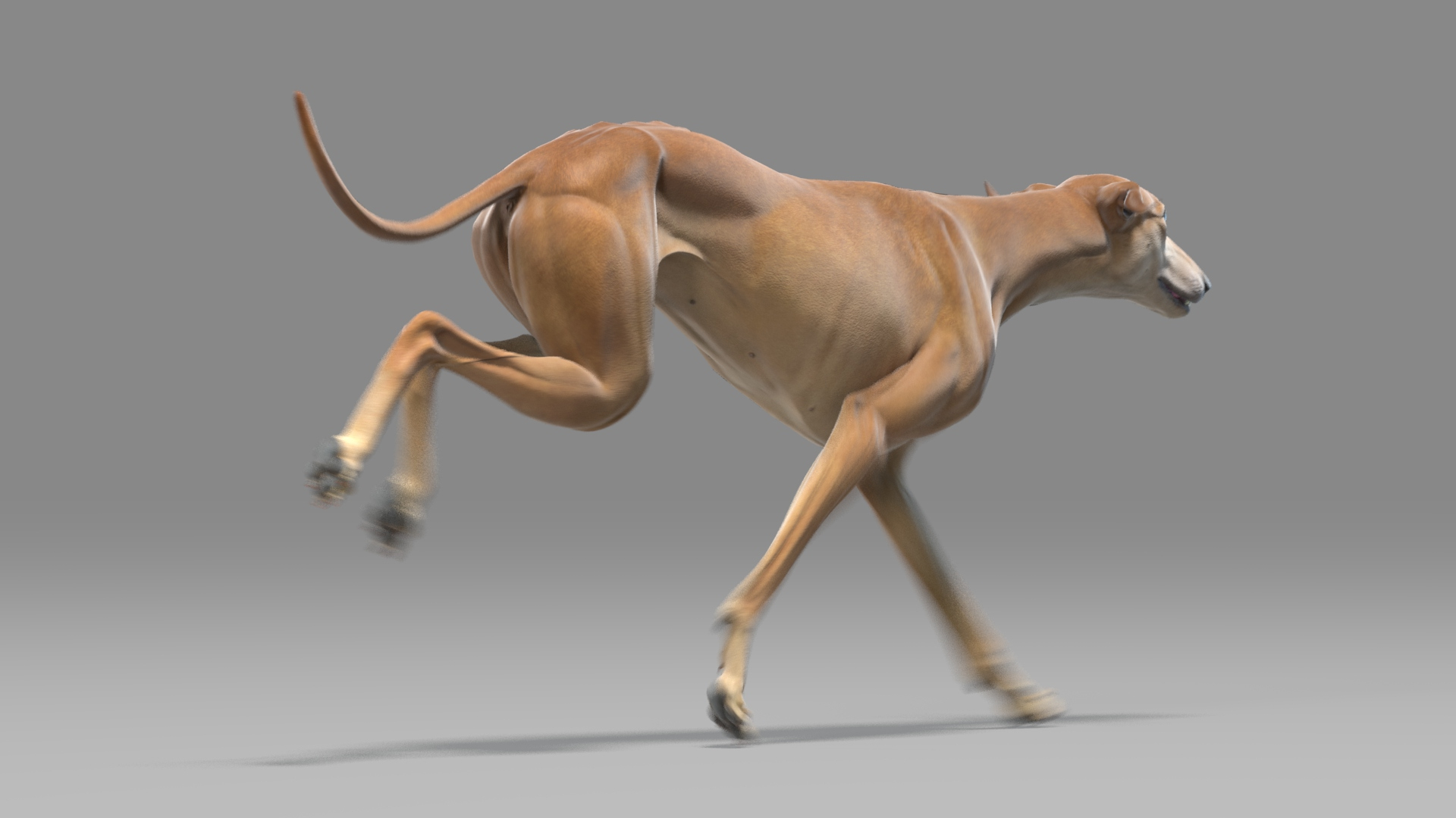 Greyhound Animated 3D 모델 - TurboSquid 1654122