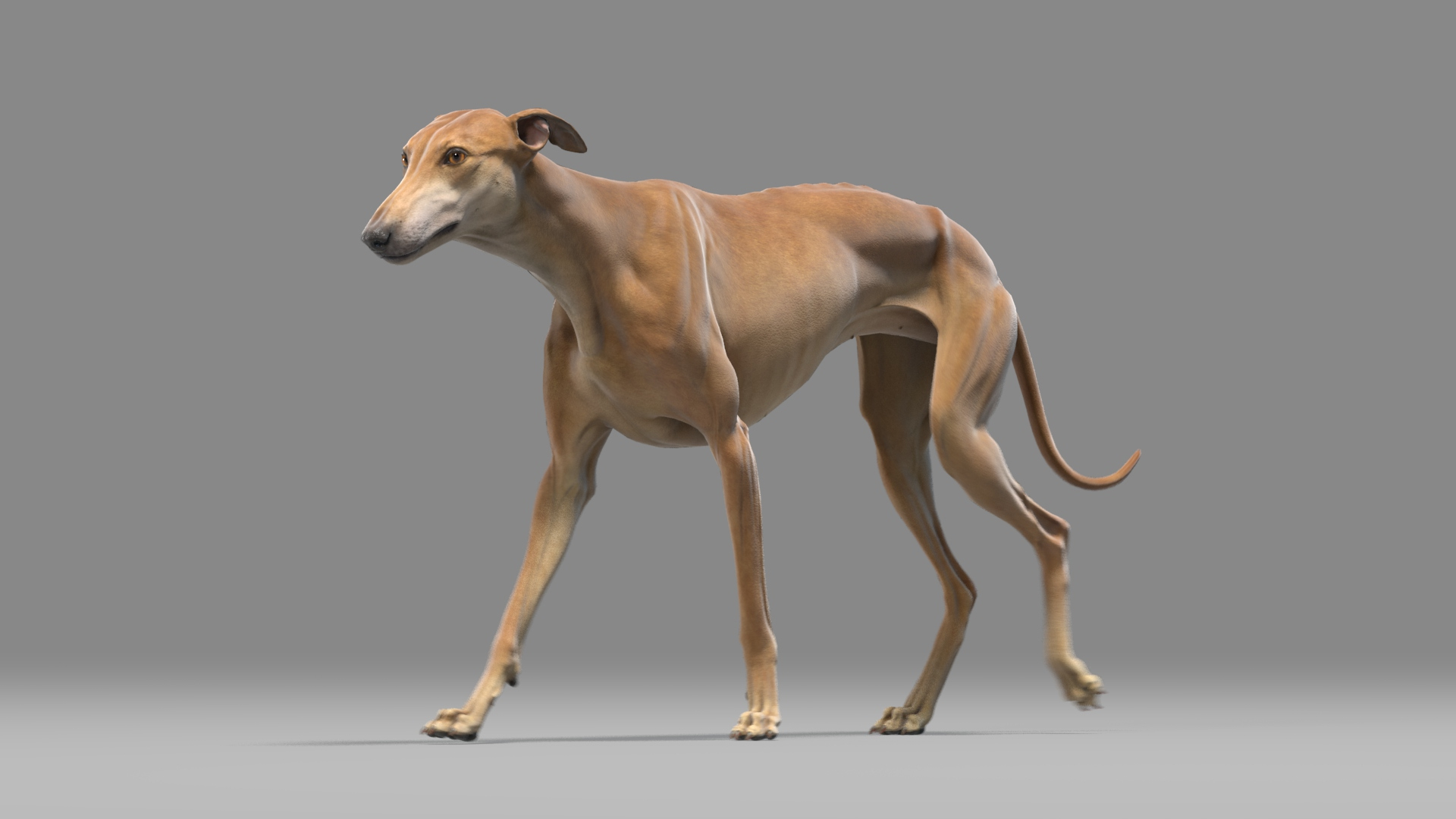 3D realistic greyhound animations - TurboSquid 1654122